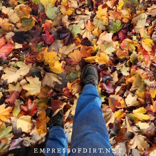 Great Fall Weather? Get These Garden Jobs Done