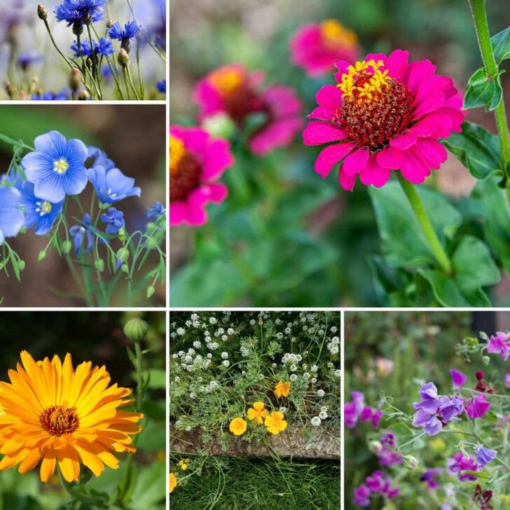 Empress of Dirt | Page 17 of 94 | Creative and Frugal Home & Garden Ideas