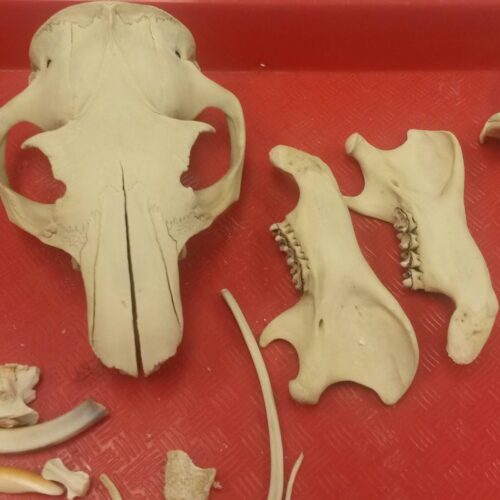 What to Do if You Find Bones in Your Garden — Empress of Dirt