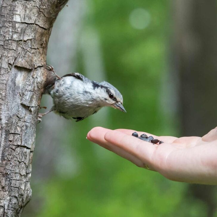 10 Tips for Hand Feeding Wild Birds — Empress of Dirt