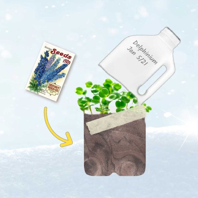 The Complete Guide to Winter Sowing Seeds: Tips & Timing