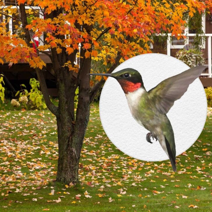 When to Take Down Hummingbird Feeders in Fall — Empress of Dirt