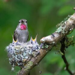 2025 Fall Hummingbird Migration (Canada & United States) — Empress of Dirt