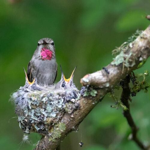 2025 Fall Hummingbird Migration (Canada & United States) — Empress of Dirt