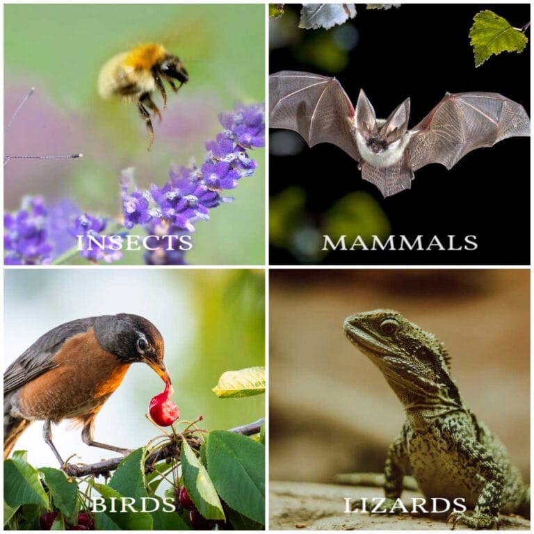 Welcome Bees—But Don't Forget These Other Pollinators