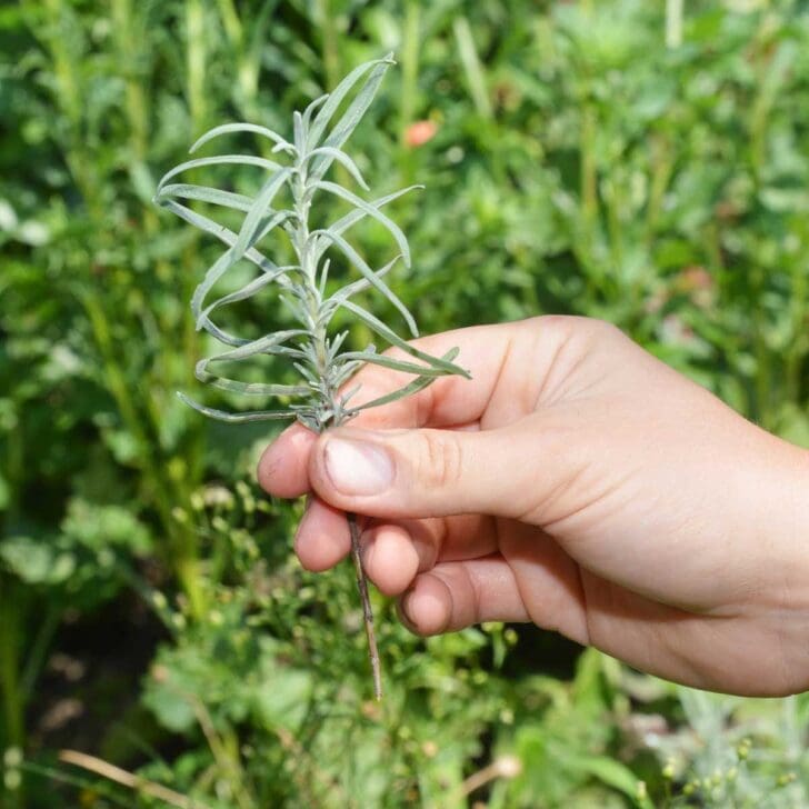 How to Dye Fabric With Lavender — Empress of Dirt