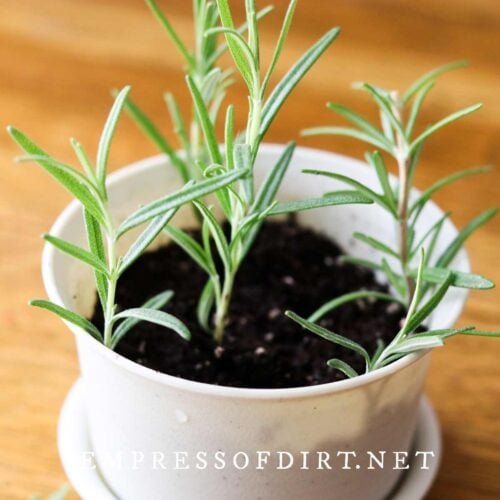 How To Grow Rosemary From Cuttings (Indoors or Outdoors)