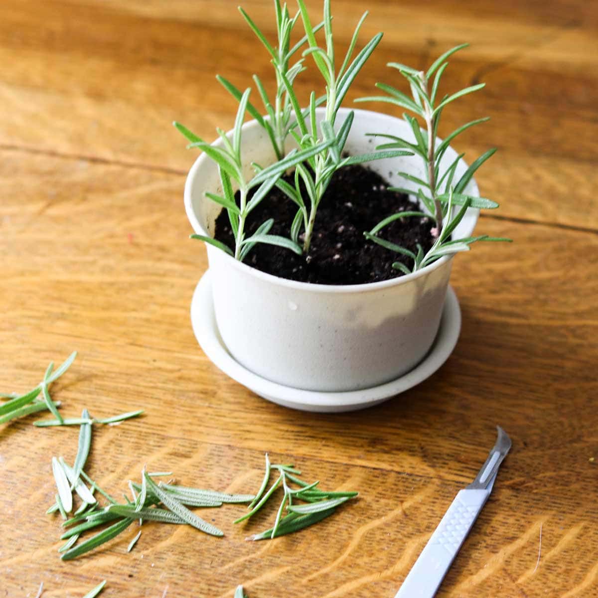 How To Grow Rosemary From Cuttings (Indoors or Outdoors)