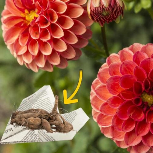 How To Store Dahlia Tubers For Winter (Best Options)