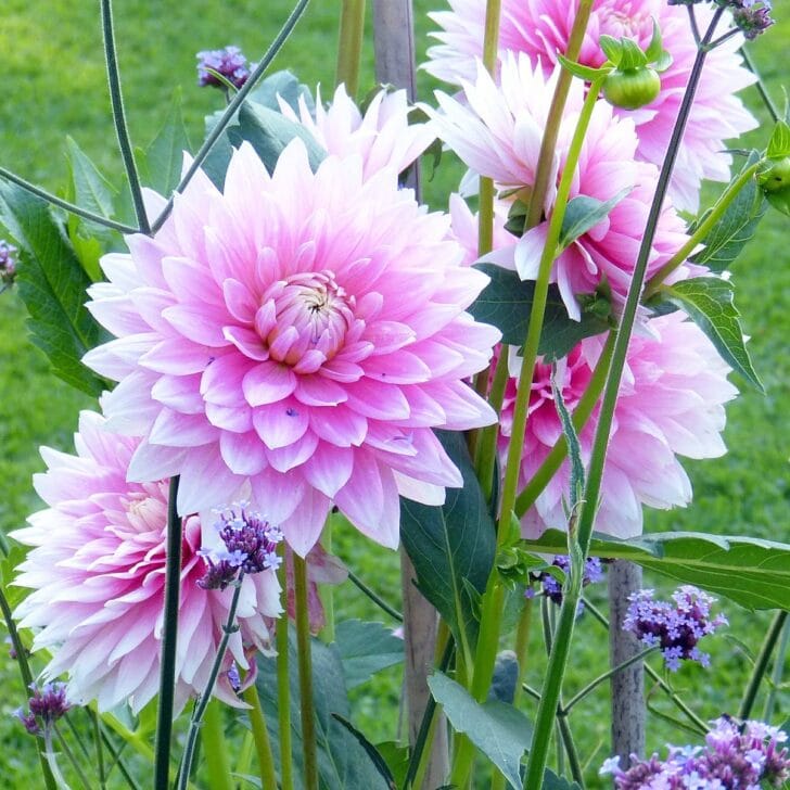 Growing Dahlias: 7 Must-Know Tips Before You Start