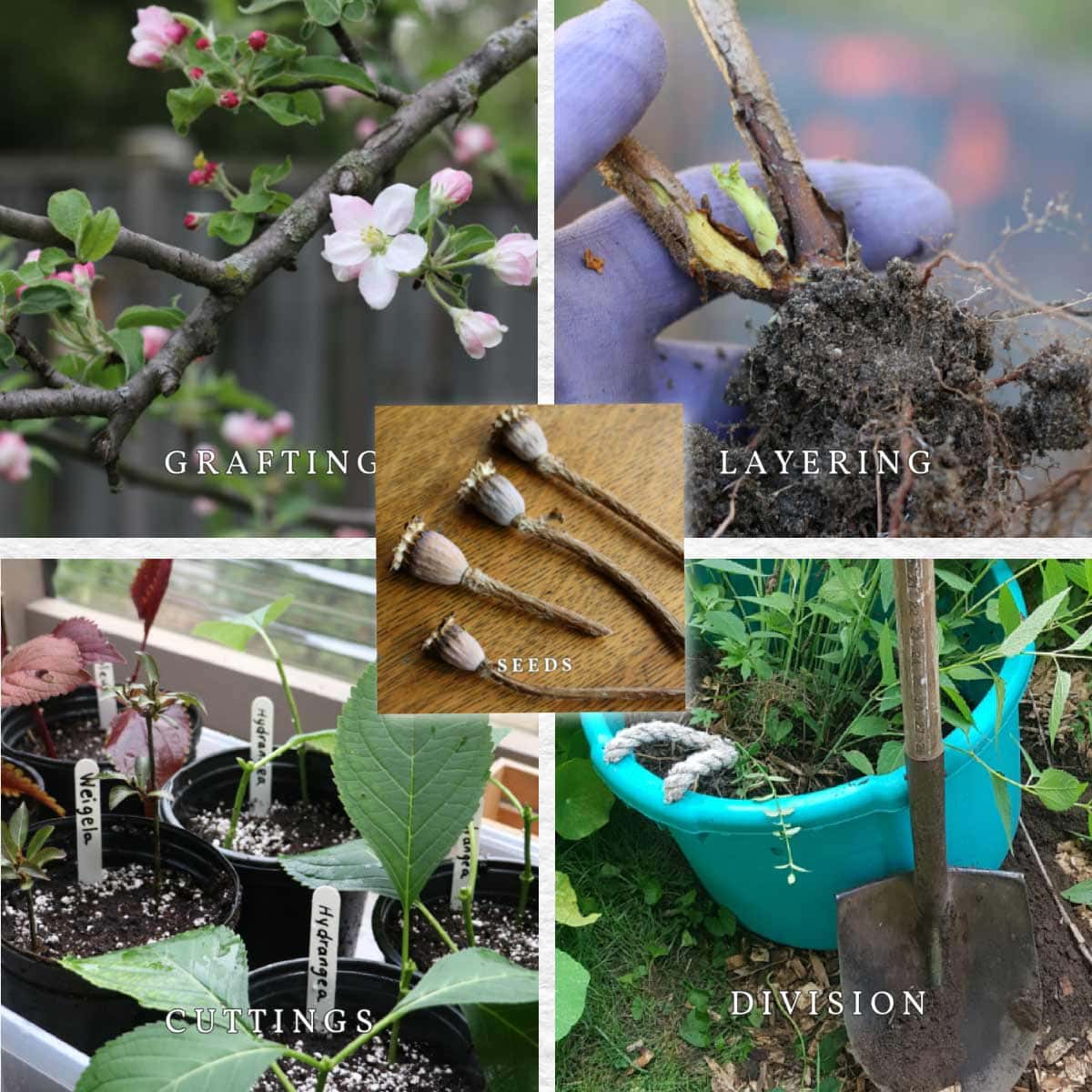 Fruit Plant Propagation