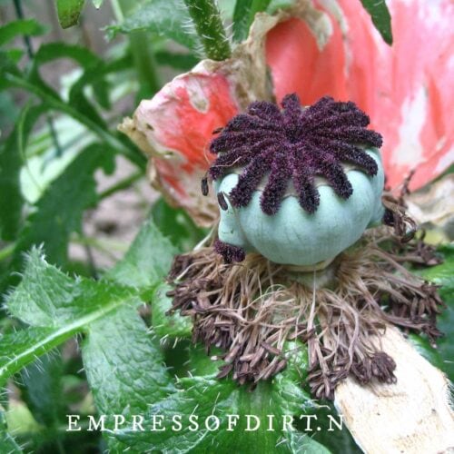 Irresistible Reasons to Grow Poppies (Favorite Flower Pictures)