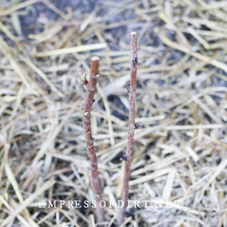 How to Transplant Raspberries and Grow More Fruit — Empress of Dirt