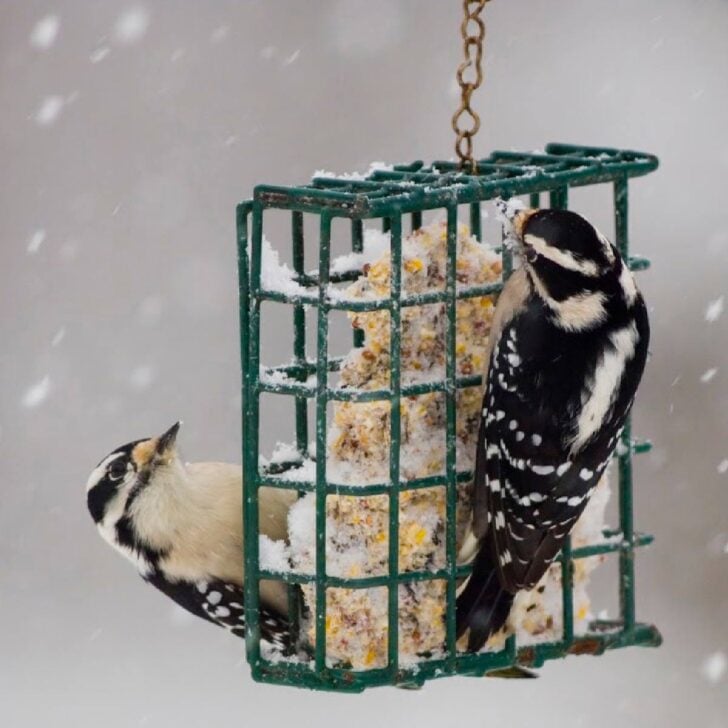 Homemade Peanut Butter Suet for Birds (Easy Recipe)