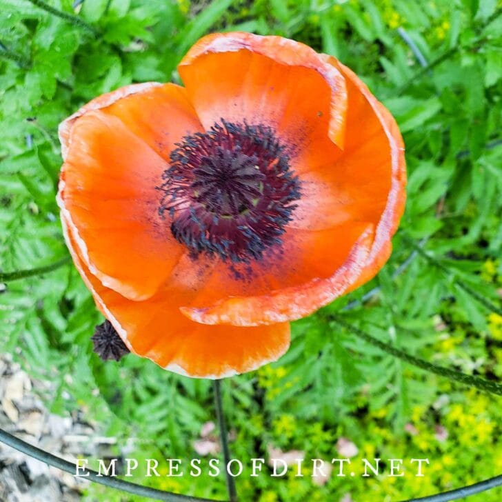Irresistible Reasons to Grow Poppies (Favorite Flower Pictures)