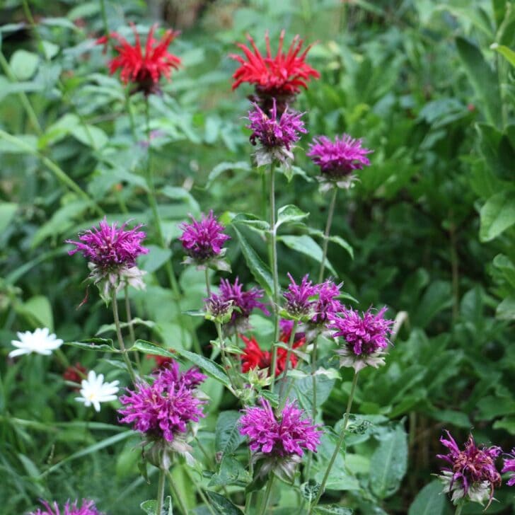 How to Grow Bee Balm (Monarda) & Attract Pollinators