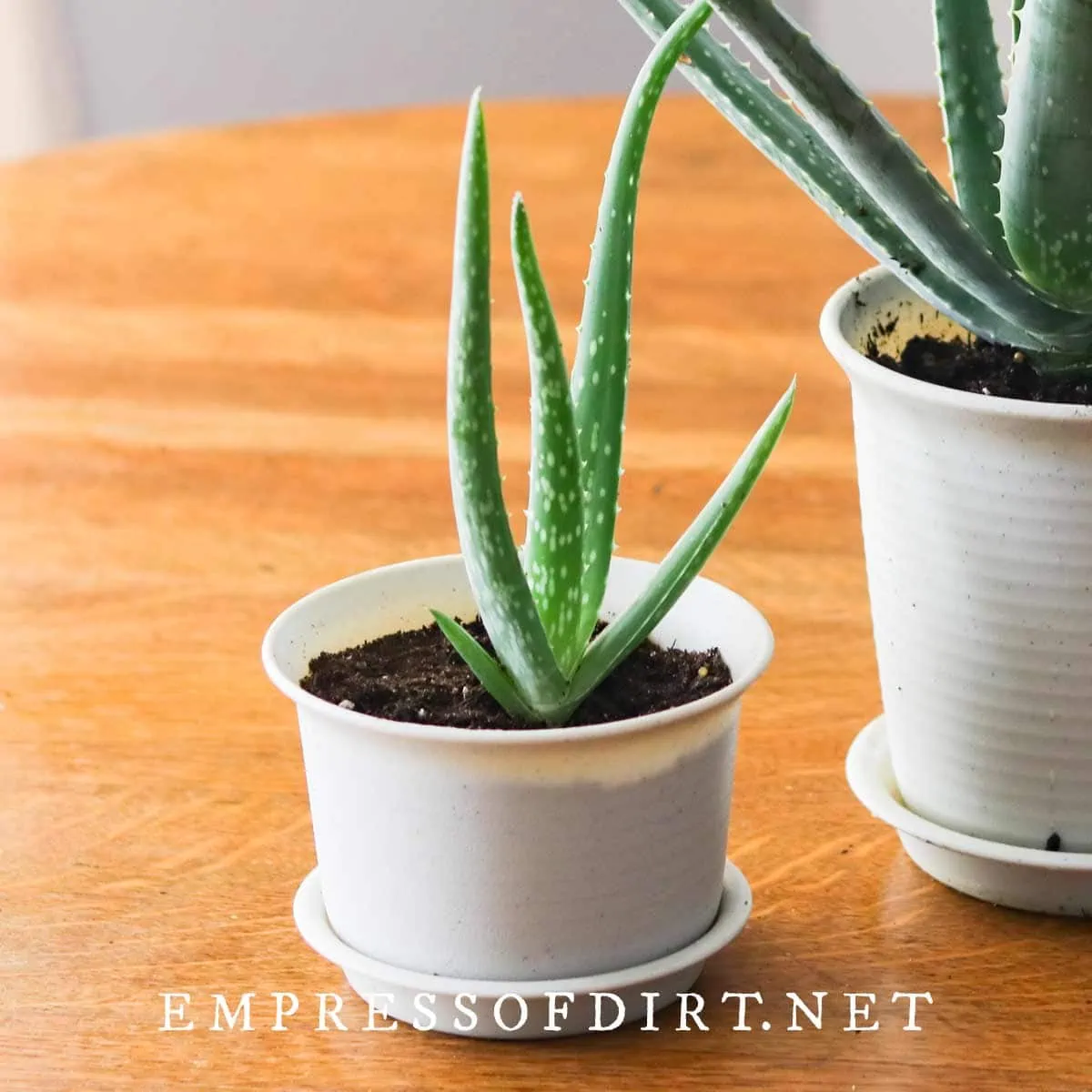 Aloe Vera: How To Propagate New Plants From Pups