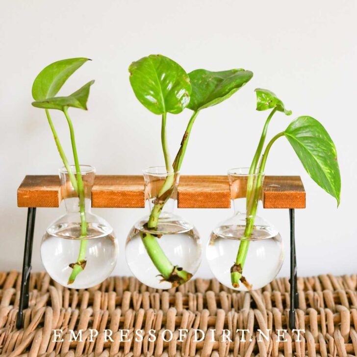 How to Root Pothos Cuttings