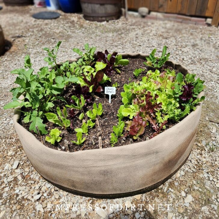 25 Vegetables You Can Grow in Shade