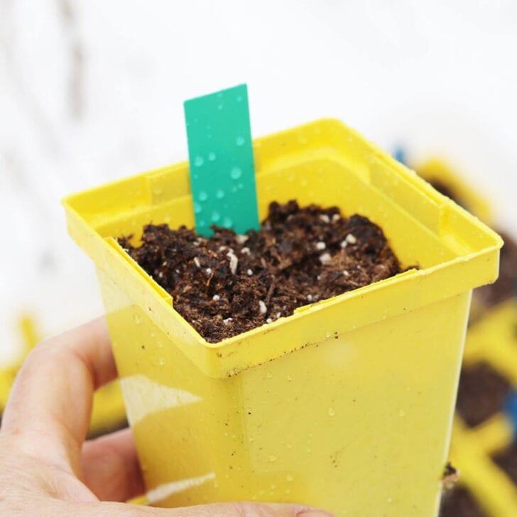 How To Cold Stratify Seeds (Including Fridge Stratification Method)