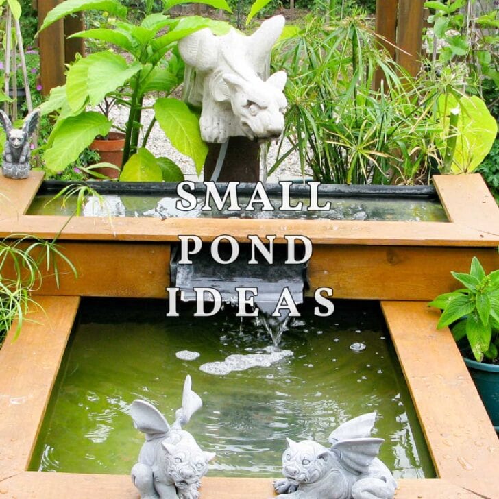 Best Small Pond Ideas for Patios & Gardens | Empress of Dirt