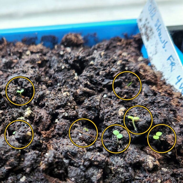 How to Sow Strawberry Seeds (Indoor Method)