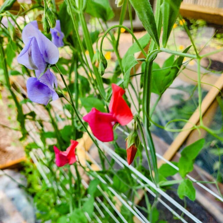 How to Grow Sweet Pea Flowers & What to Avoid