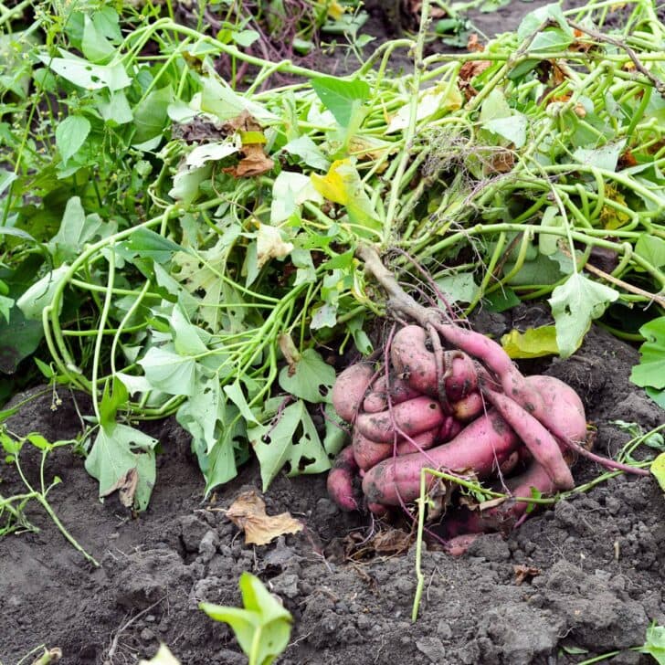 How to Propagate Sweet Potatoes to Grow New Slips