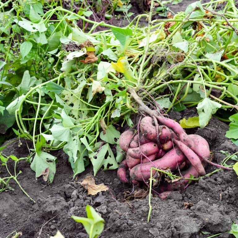 How to Propagate Sweet Potatoes to Grow New Slips