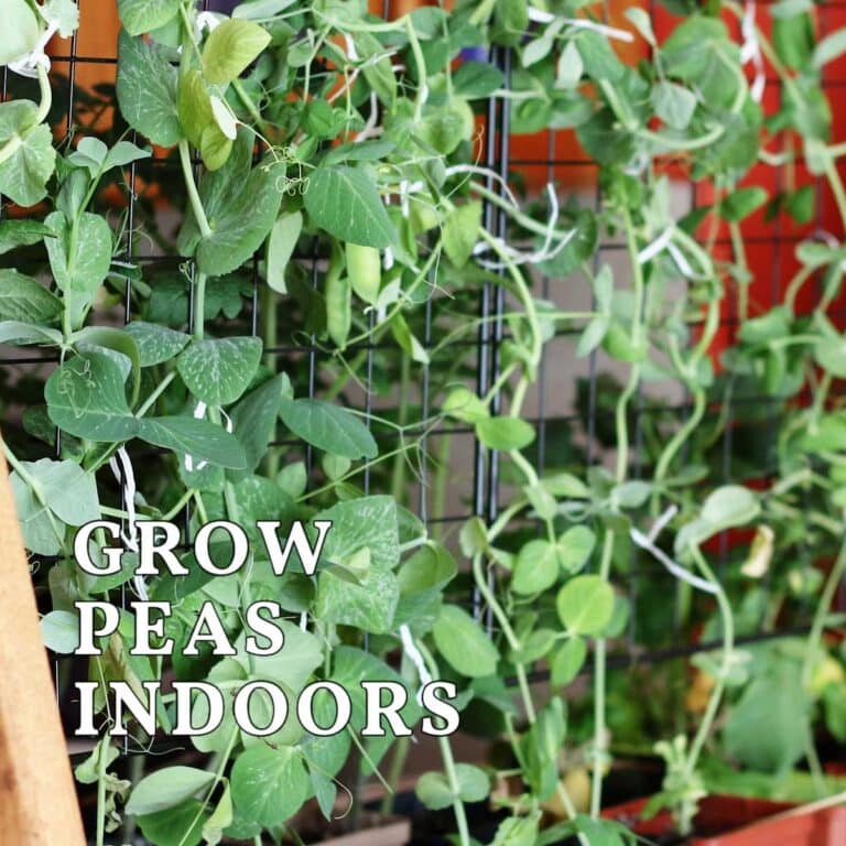 Growing Peas Indoors: From Seed to Harvest in Your Home