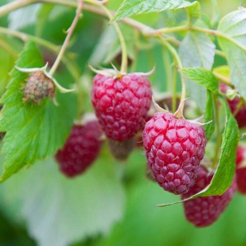 How to Transplant Raspberries and Grow More Fruit — Empress of Dirt
