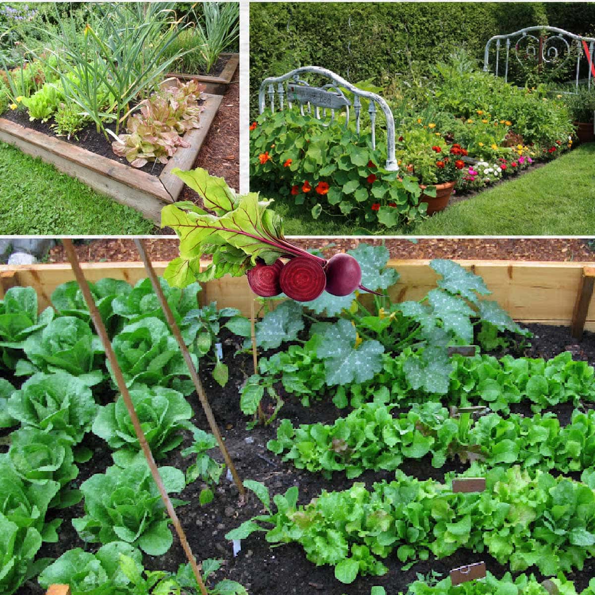 Vegetable Garden Design Unique