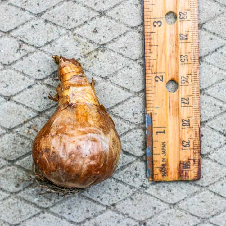 How to Plant Flower Bulbs (& When It's Too Late)