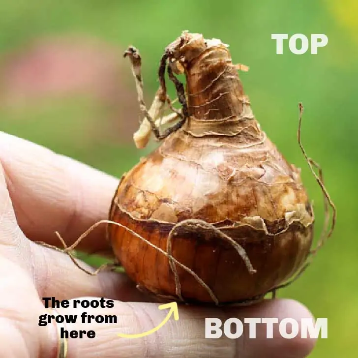 How to Plant Flower Bulbs (& When It's Too Late)