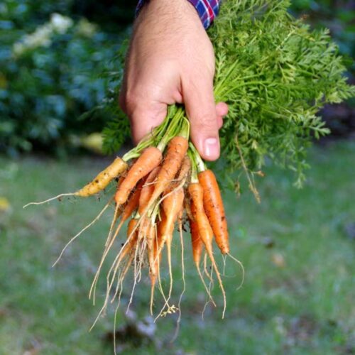 10 Vegetables That Grow in Winter (if You Start Early)