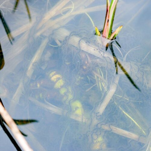 Why Frogs & Toads Are Good For Our Gardens