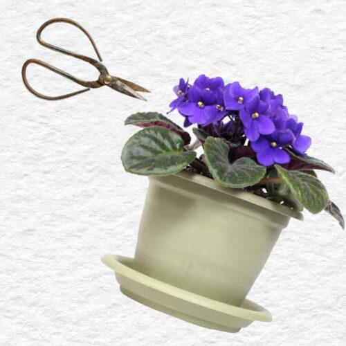 How to Grow African Violets from Leaf Cuttings