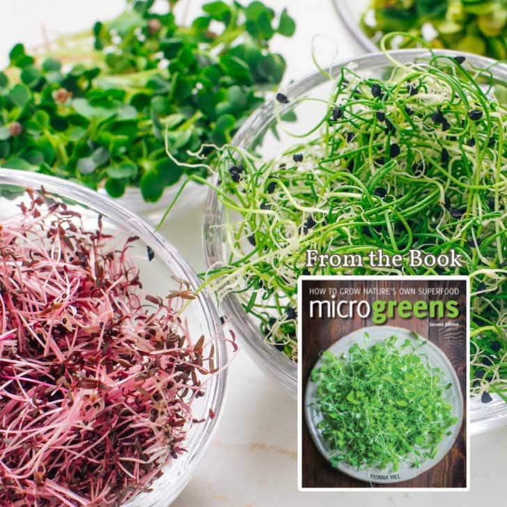 How to Grow a Pollinator-Friendly Front Garden Without Freaking Out ...