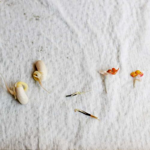 How to Test Seeds For Germination (Paper Towel Test)