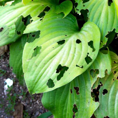 Dealing With Slugs & Snails Without Harming Your Garden