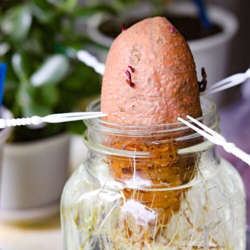 How to Propagate Sweet Potatoes to Grow New Slips