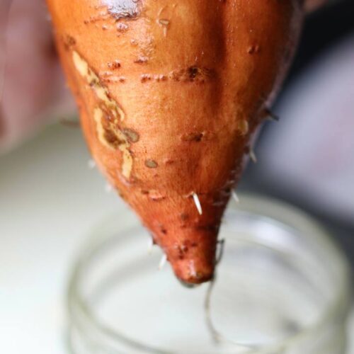 How to Propagate Sweet Potatoes to Grow New Slips