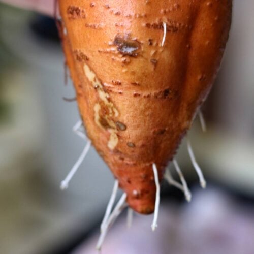 How to Propagate Sweet Potatoes to Grow New Slips
