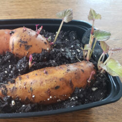 How to Propagate Sweet Potatoes to Grow New Slips