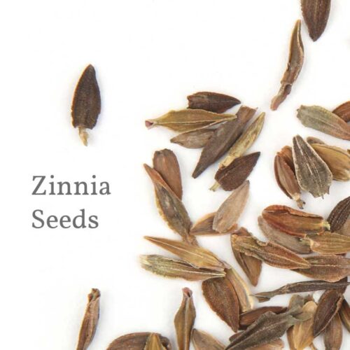 How to Save Zinnia Seeds for Next Year — Empress of Dirt