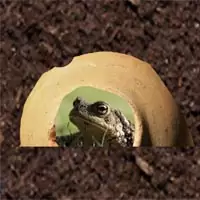 Gardening With Kids: 35 Playful & Practical Ideas