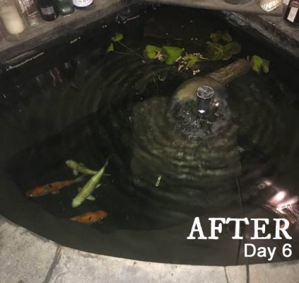 How to Clean Gross Murky Pond Water Fast—without Adding Chemicals